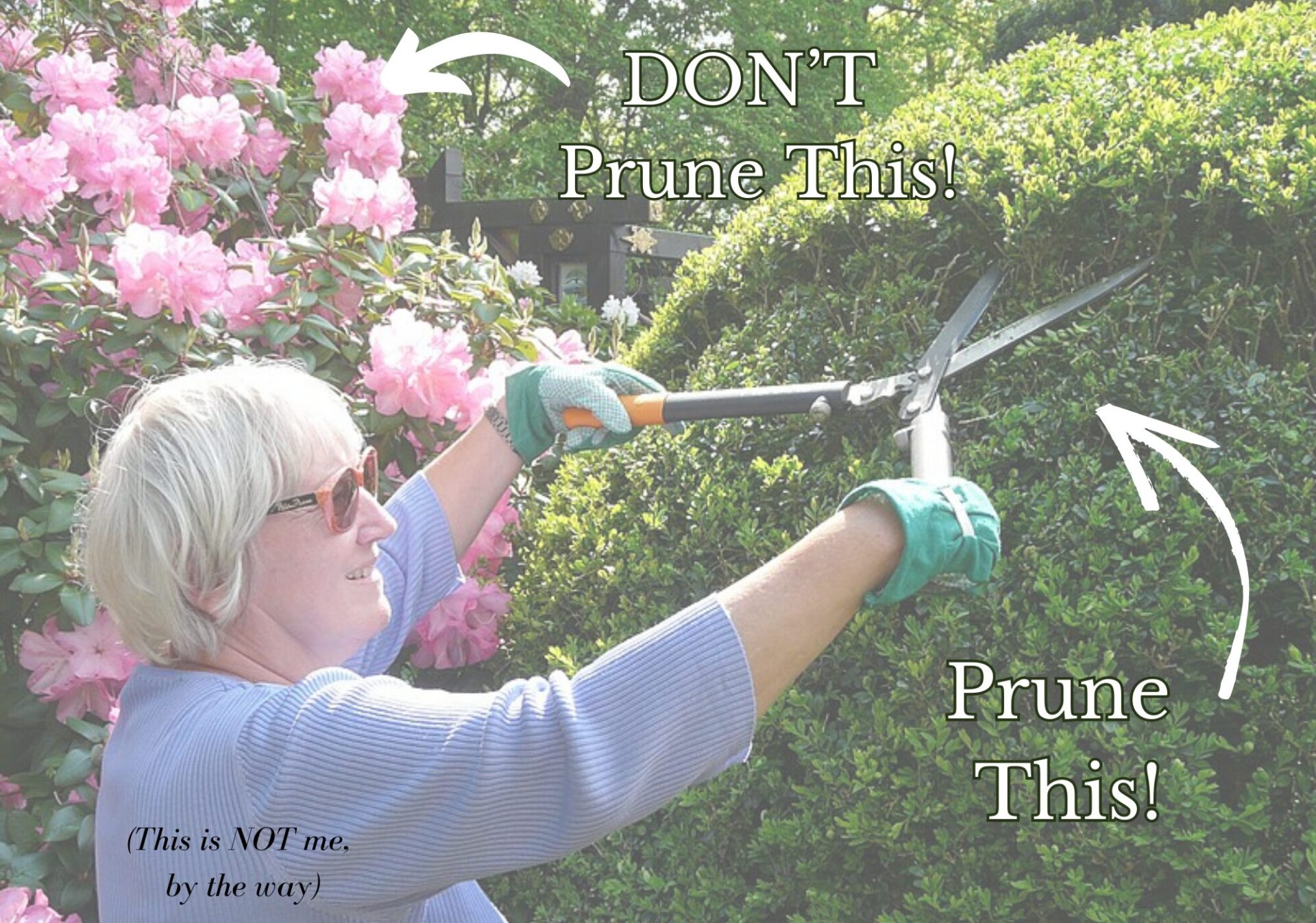 Tips from a Flower Farmer-Pruning Your Spring Garden - Branches ...